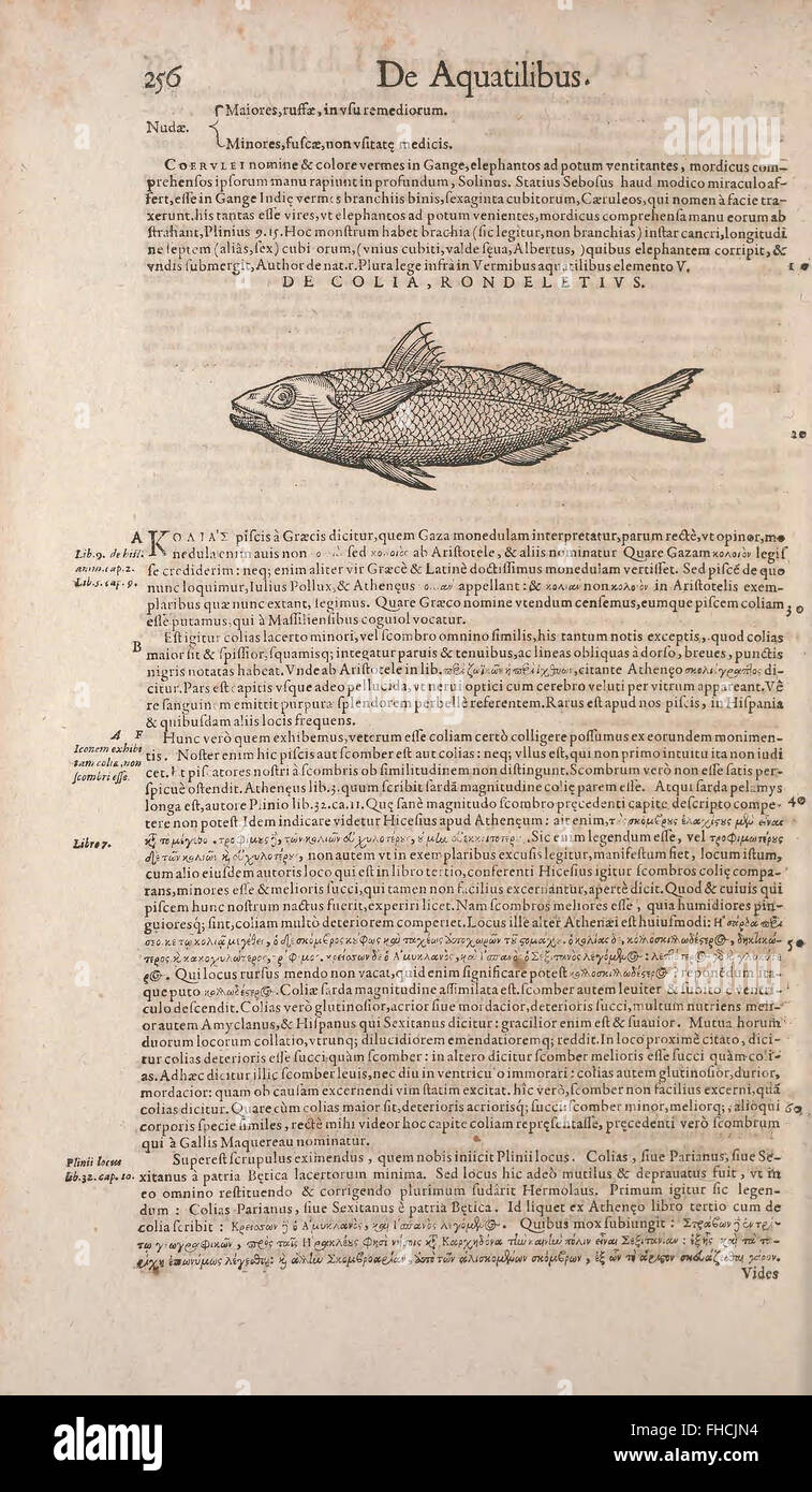 A Pre-Linnean zoological work by Conrad Gesner, focusing on fishes and ...