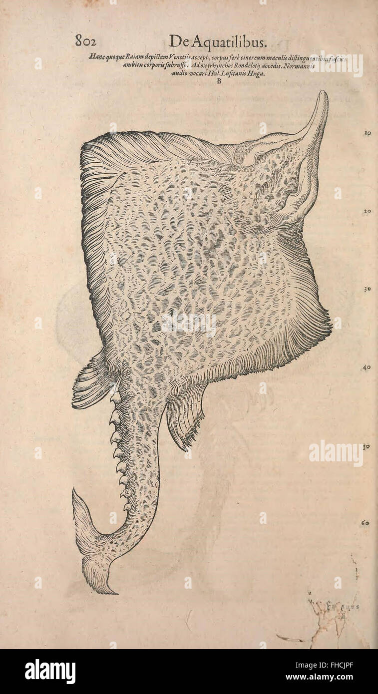 An early work by Conrad Gesner on the history of animals, titled ...