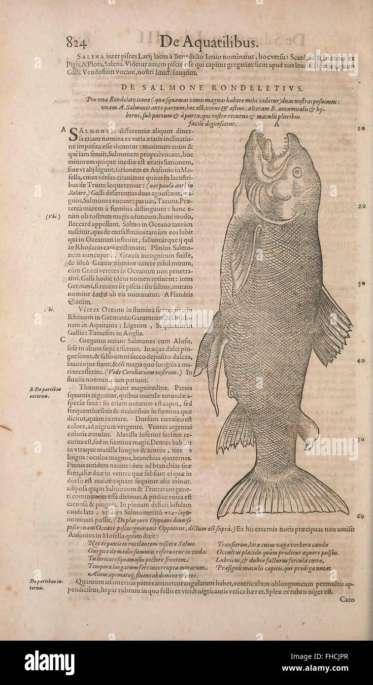 A 17th-century zoological work by Conrad Gesner focusing on fish and ...