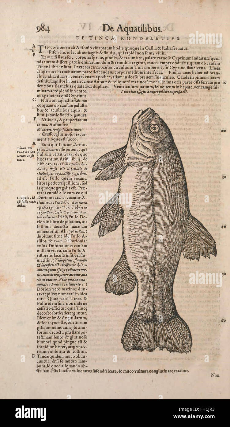 An early zoological work by Conrad Gesner, exploring fishes and ...