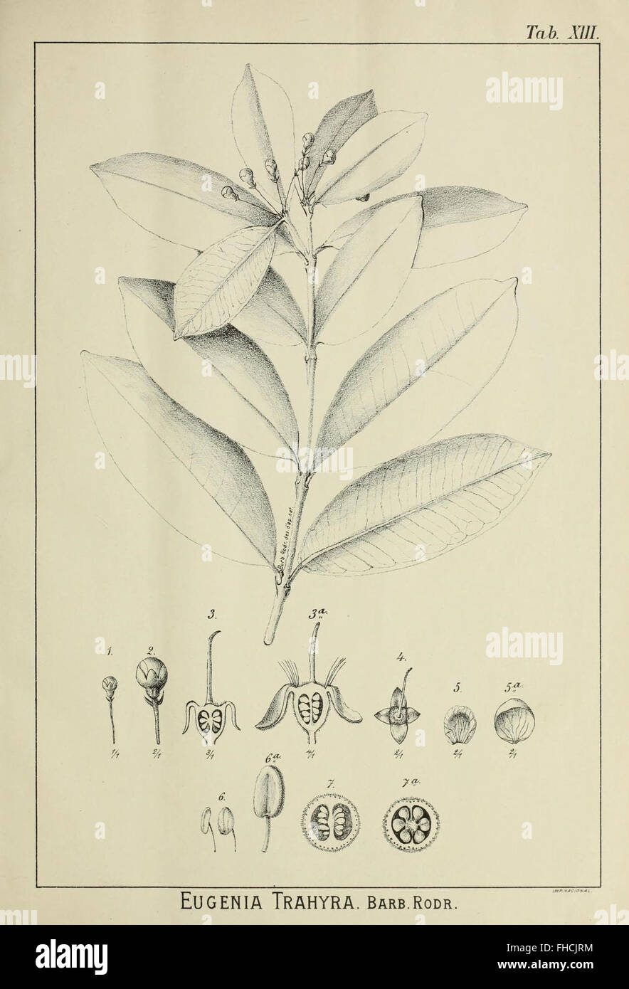 Contributions du Jardin botanique de Rio de Janeiro, Botany, Brazil ...