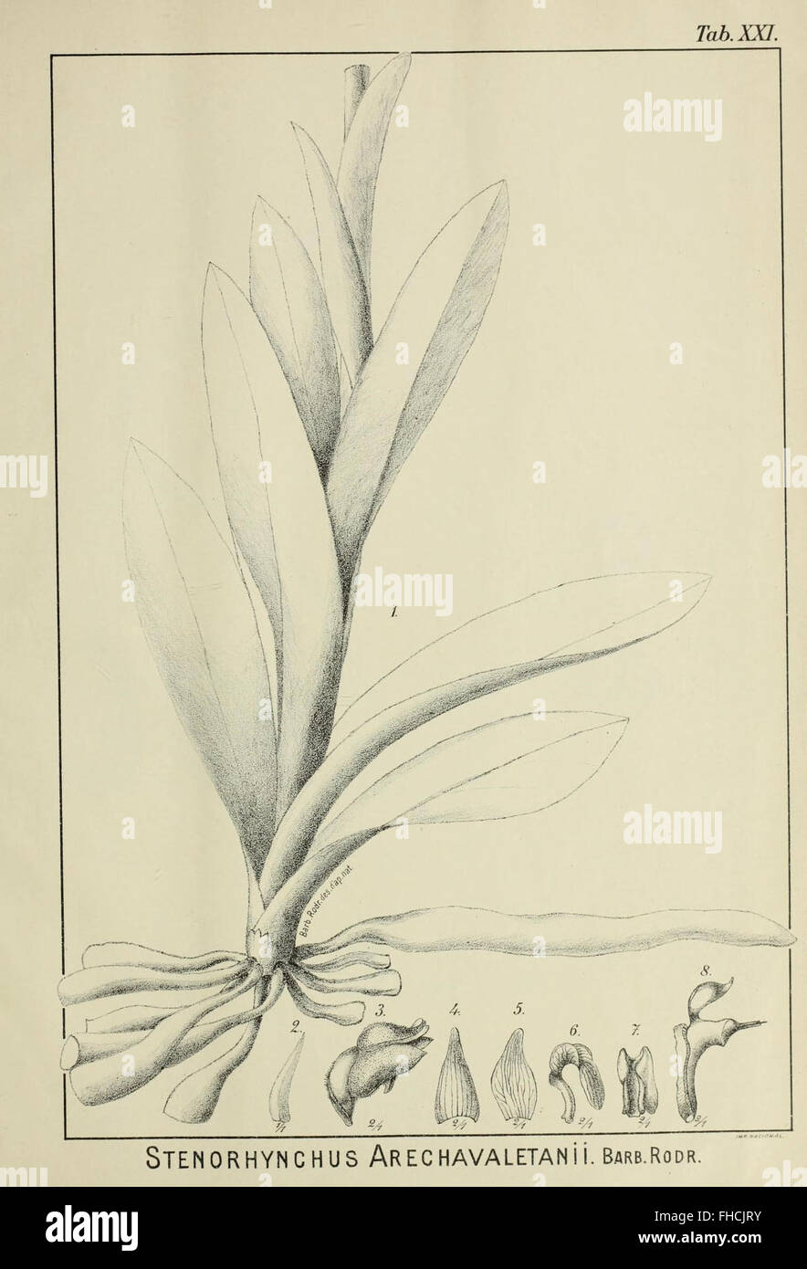 Contributions from the Rio de Janeiro Botanical Garden, focusing on ...