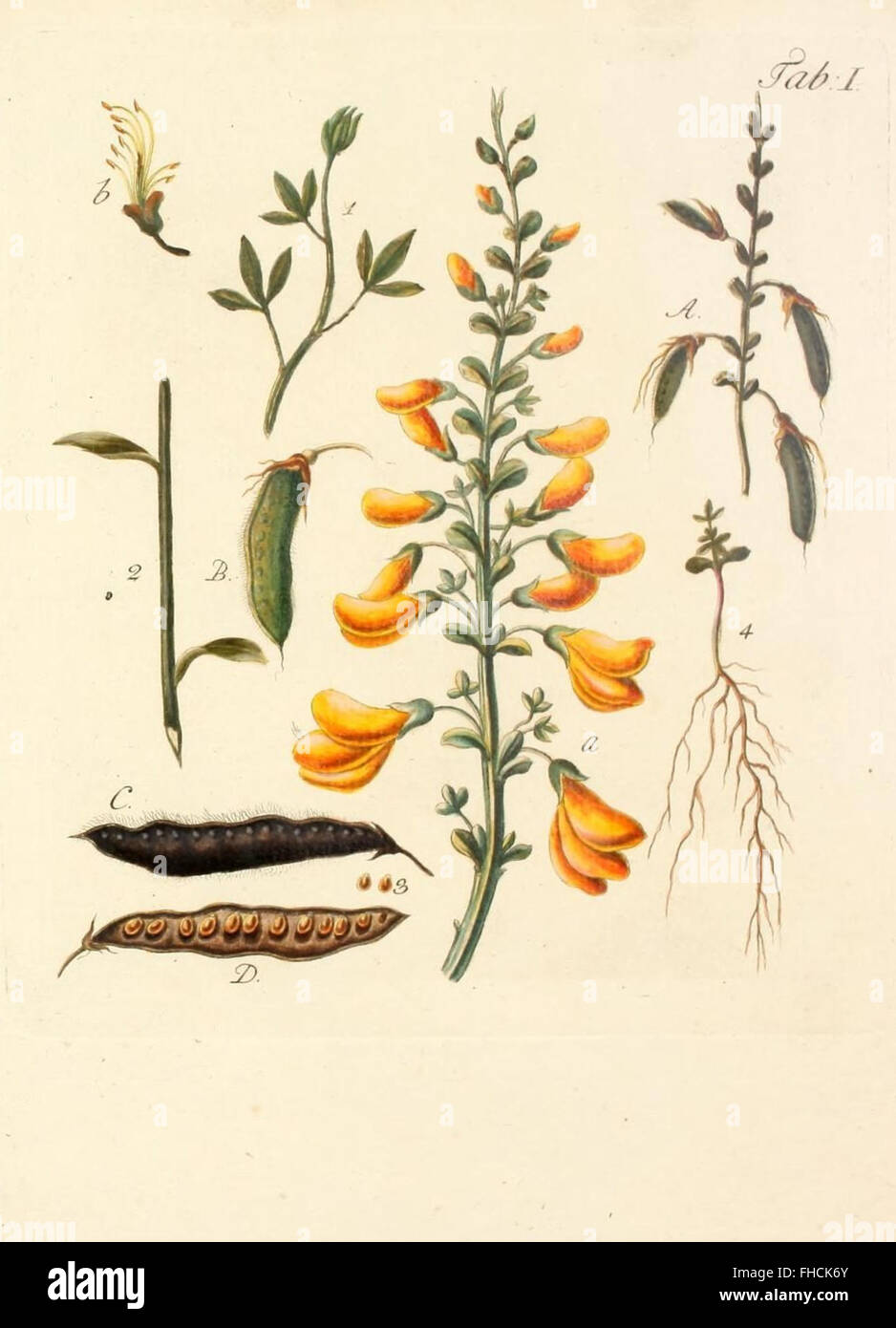 A botanical work showcasing wild trees, shrubs, and bushes with ...