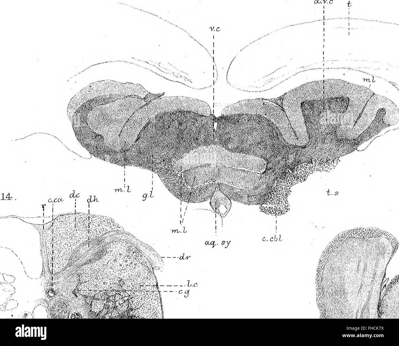 Nervous calligraphy Black and White Stock Photos & Images - Alamy