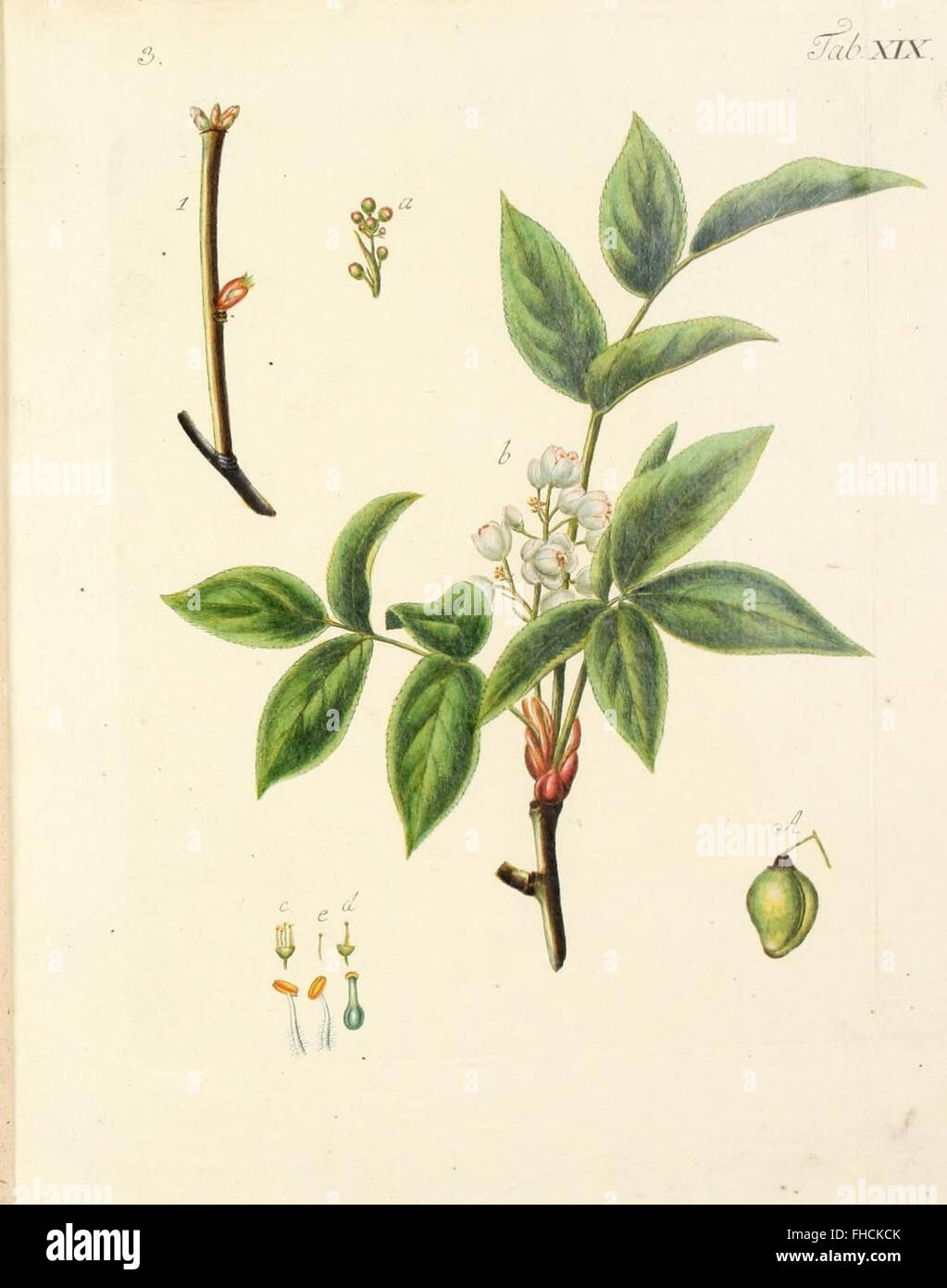 A botanical work depicting wild trees, shrubs, and bushes, offering ...