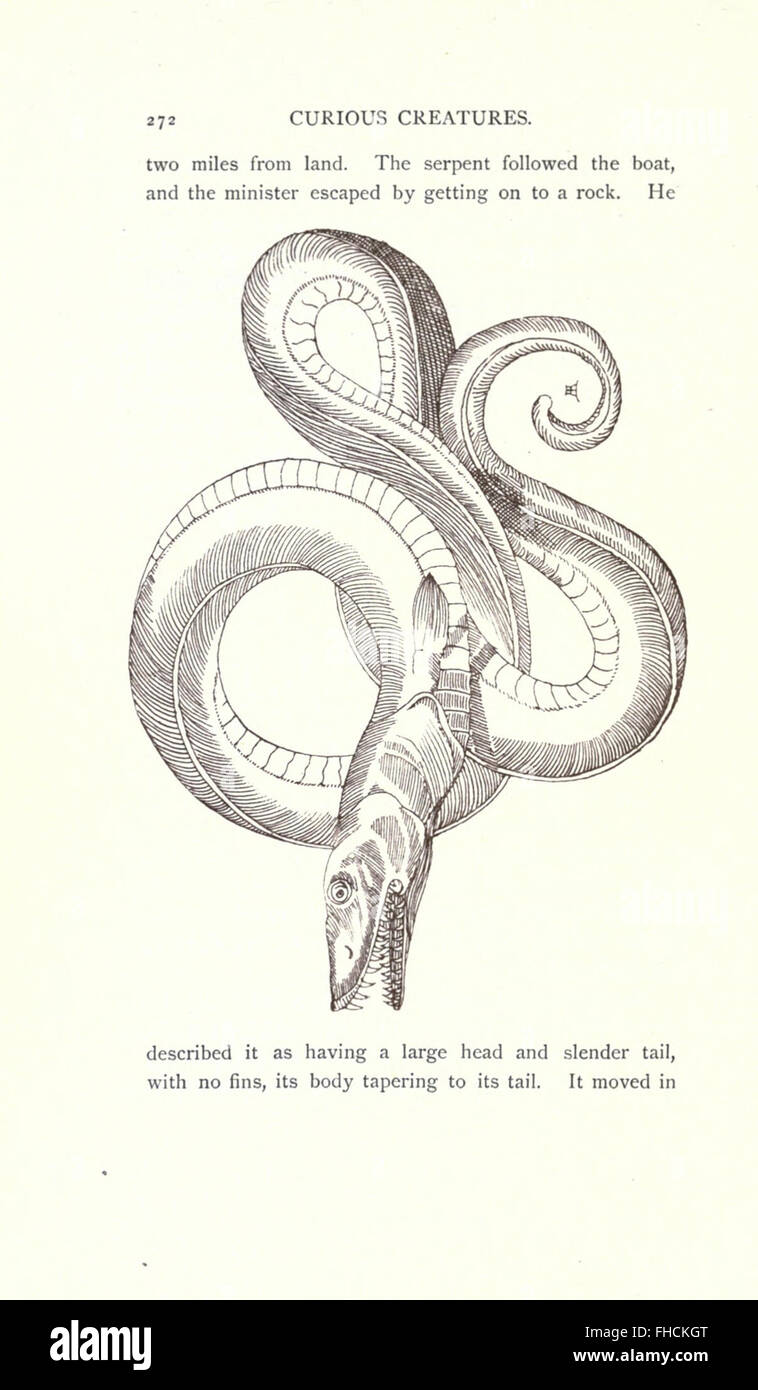 Curious creatures in zoology hi-res stock photography and images - Alamy