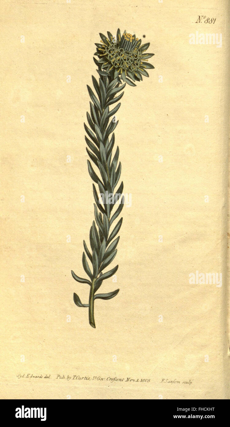 Curtis's botanical magazine, Botany Missouri Botanical Garden, Peter H ...