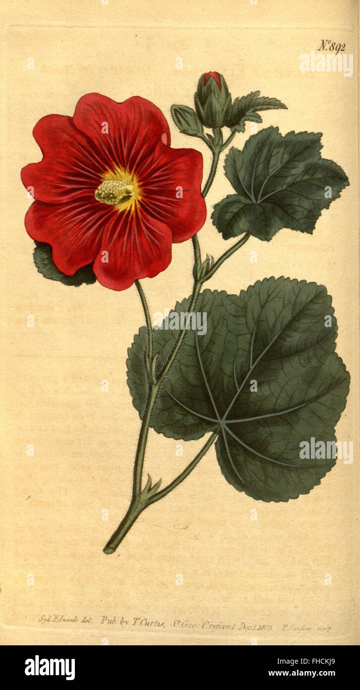 A renowned botanical magazine, showcasing detailed illustrations and ...
