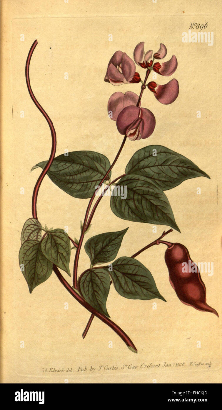 An influential botanical publication featuring a collection of ...