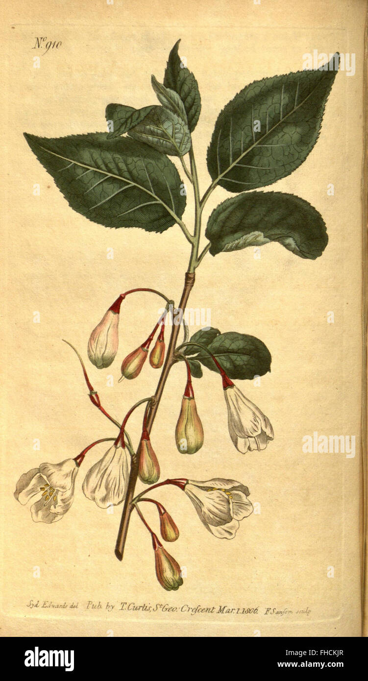 A historical botanical magazine showcasing plant species and their ...