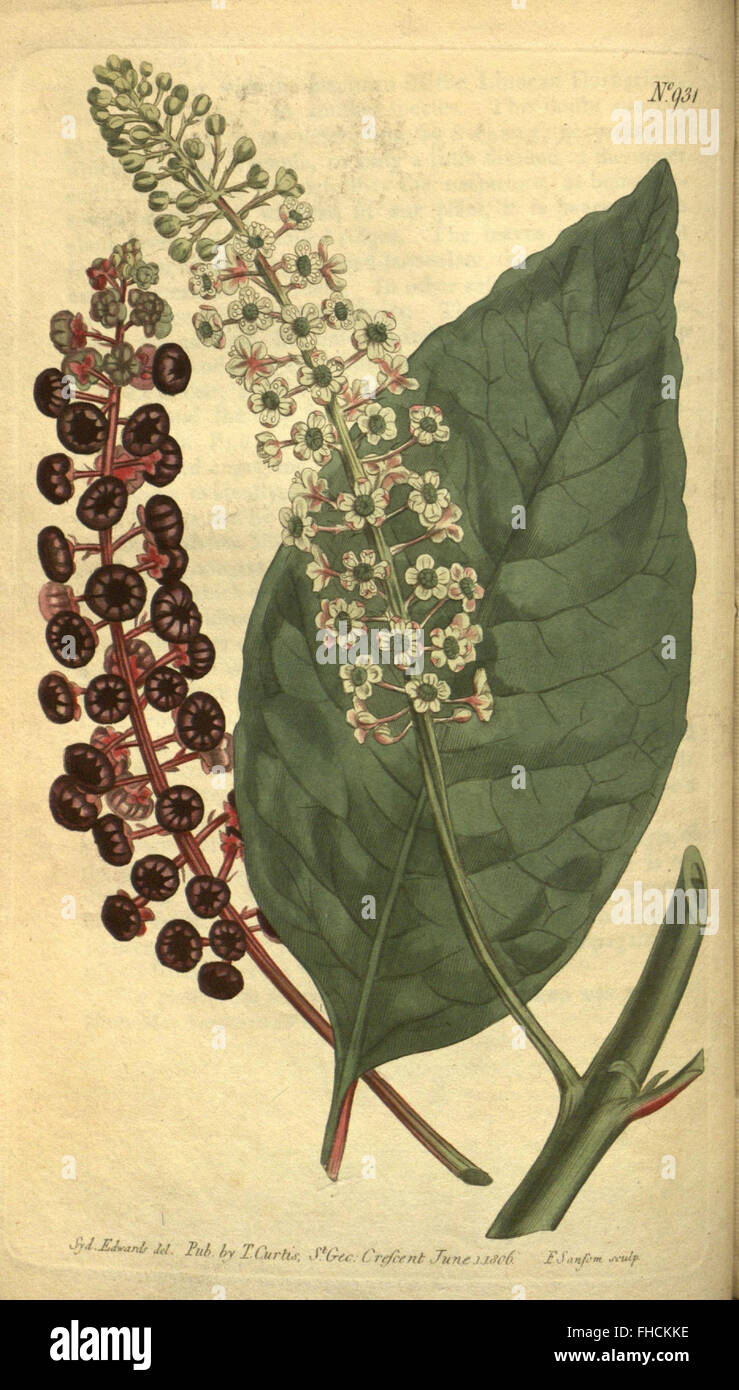 A renowned botanical journal that showcases detailed plant ...
