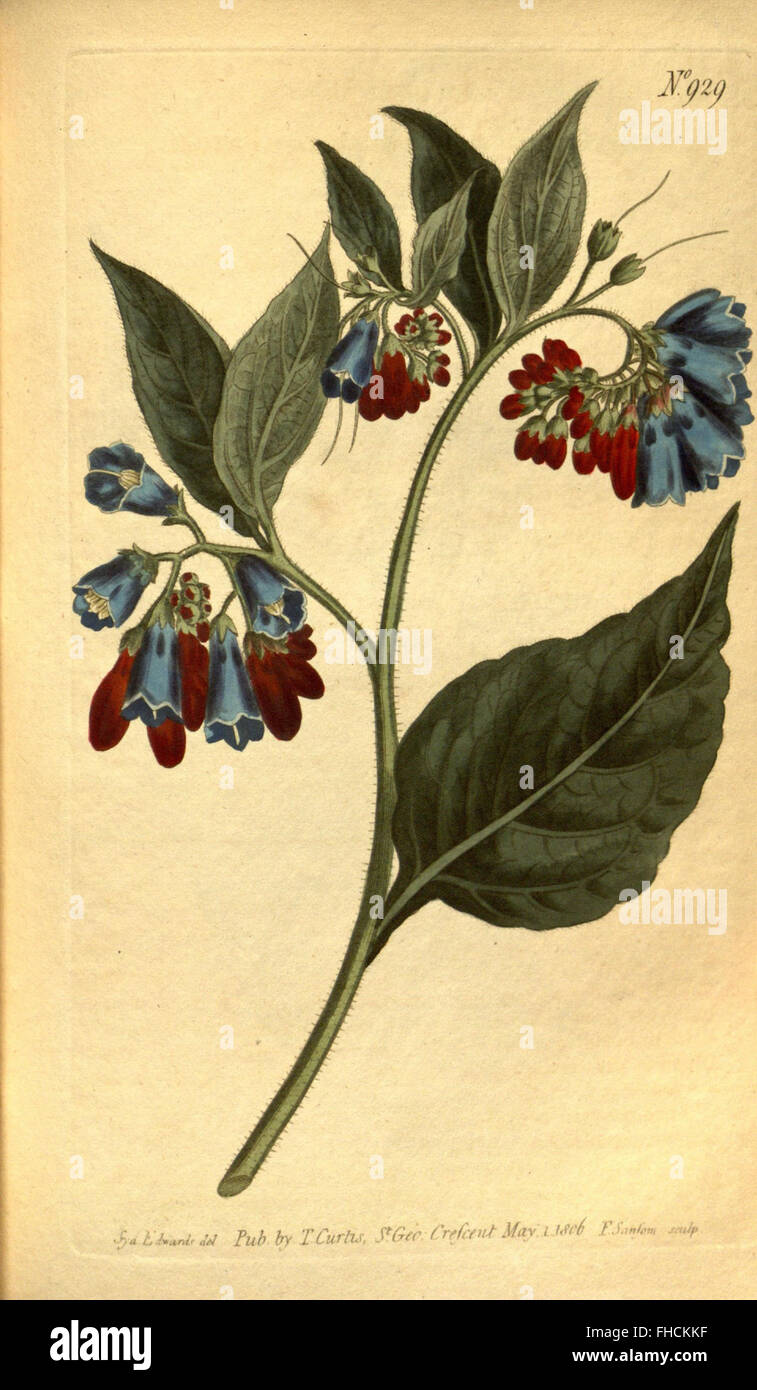 A celebrated botanical magazine with detailed illustrations of plant ...