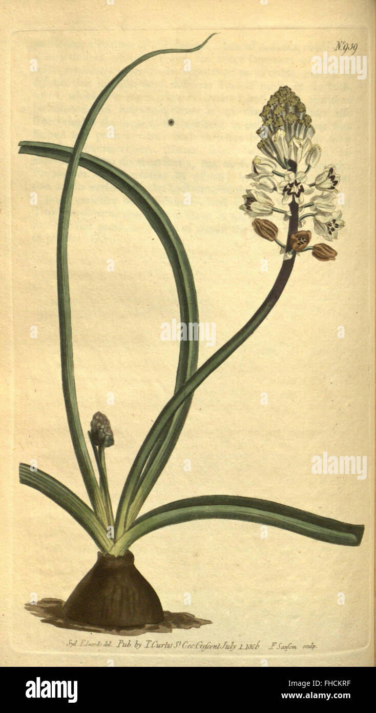 Curtis's Botanical Magazine, botany, Missouri Botanical Garden, Peter H ...