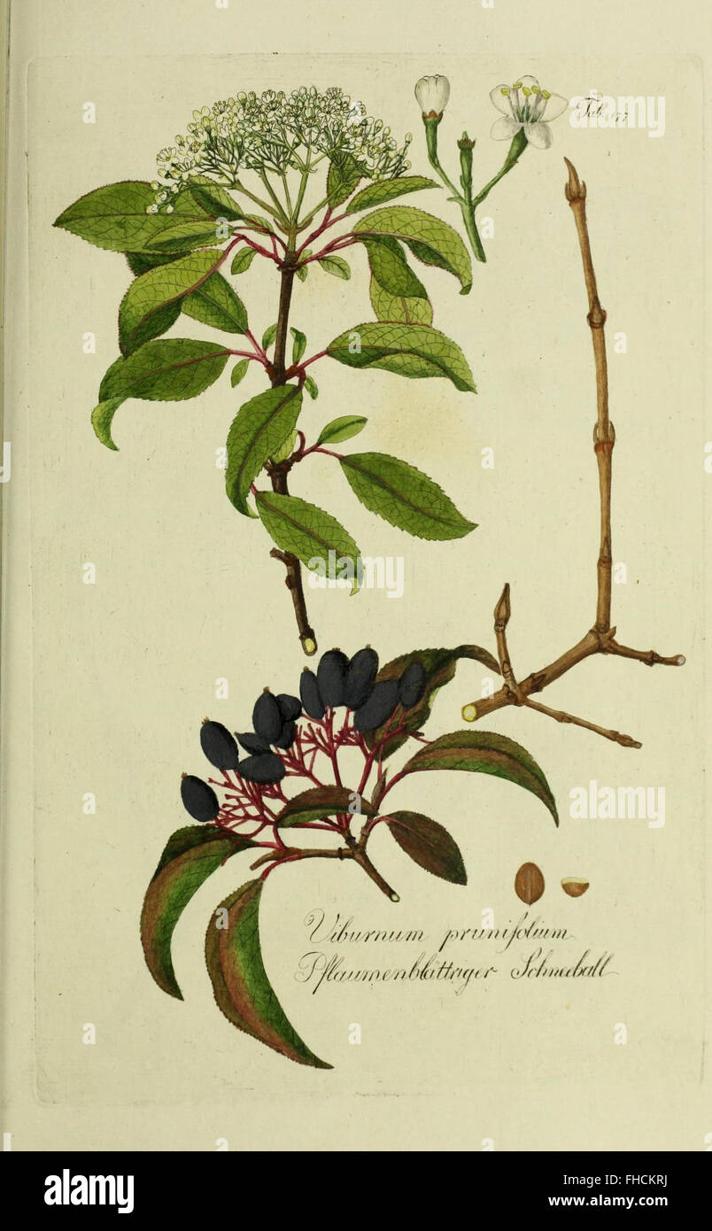 Österreichs allgemeine baumzucht, Austria Harvard University Botany ...