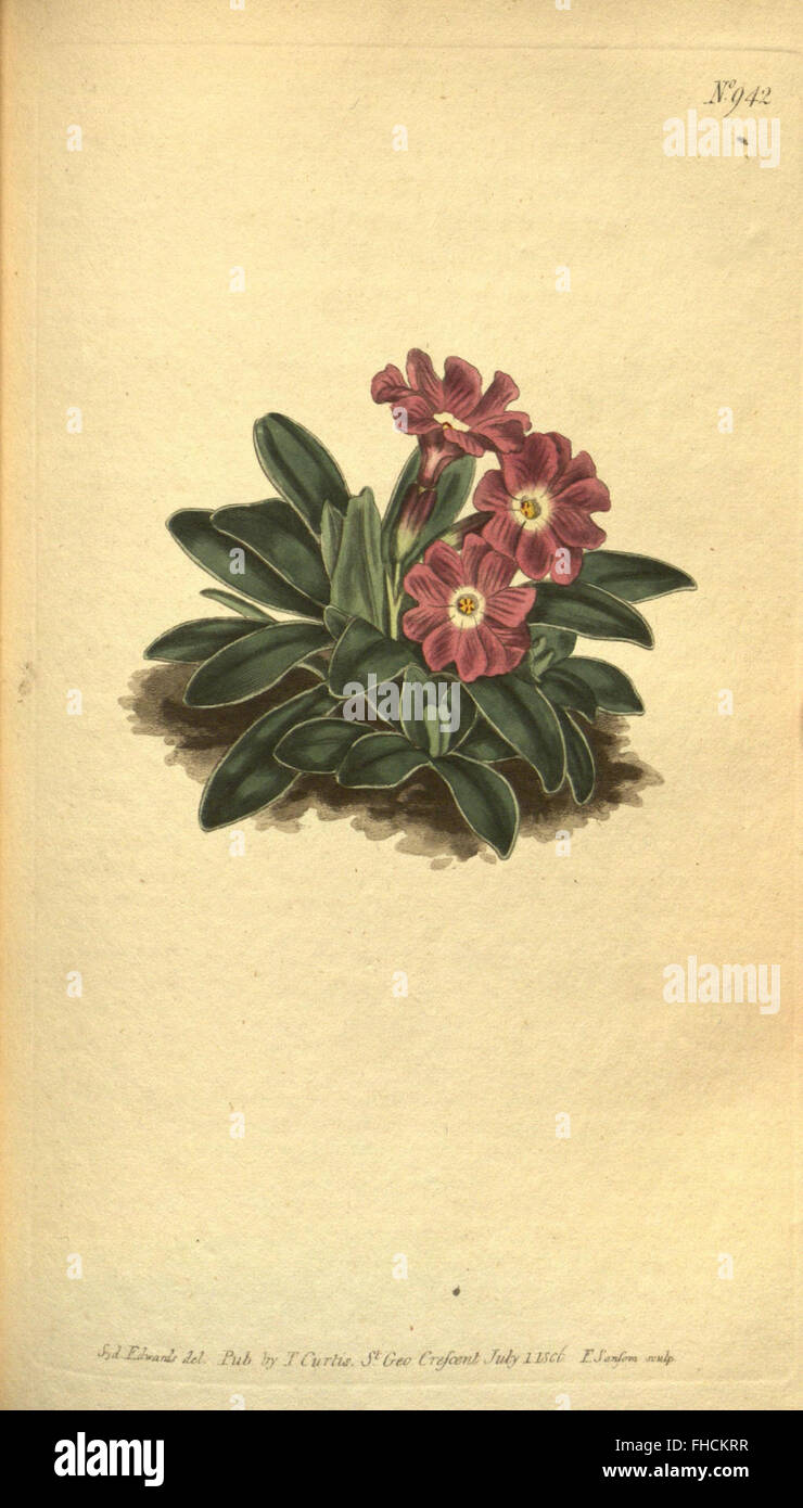 Curtis’s botanical magazine cover hi-res stock photography and images ...