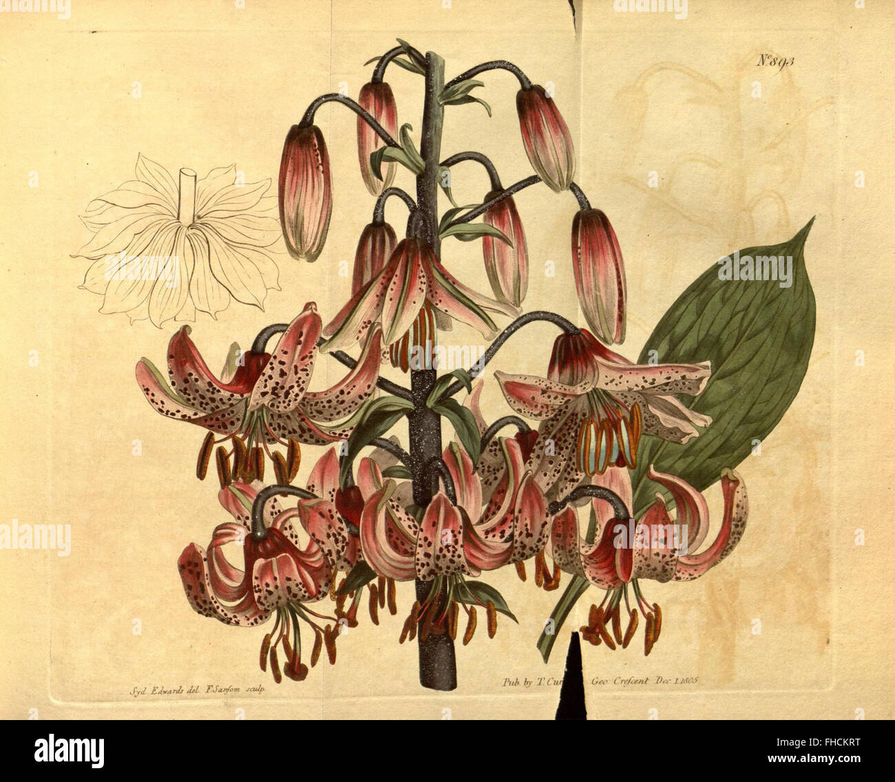 A renowned botanical magazine featuring detailed plant illustrations ...