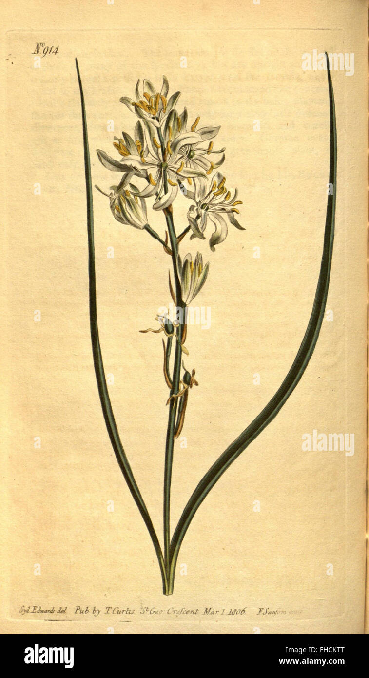 Curtis's Botanical Magazine, a periodical publication, features ...