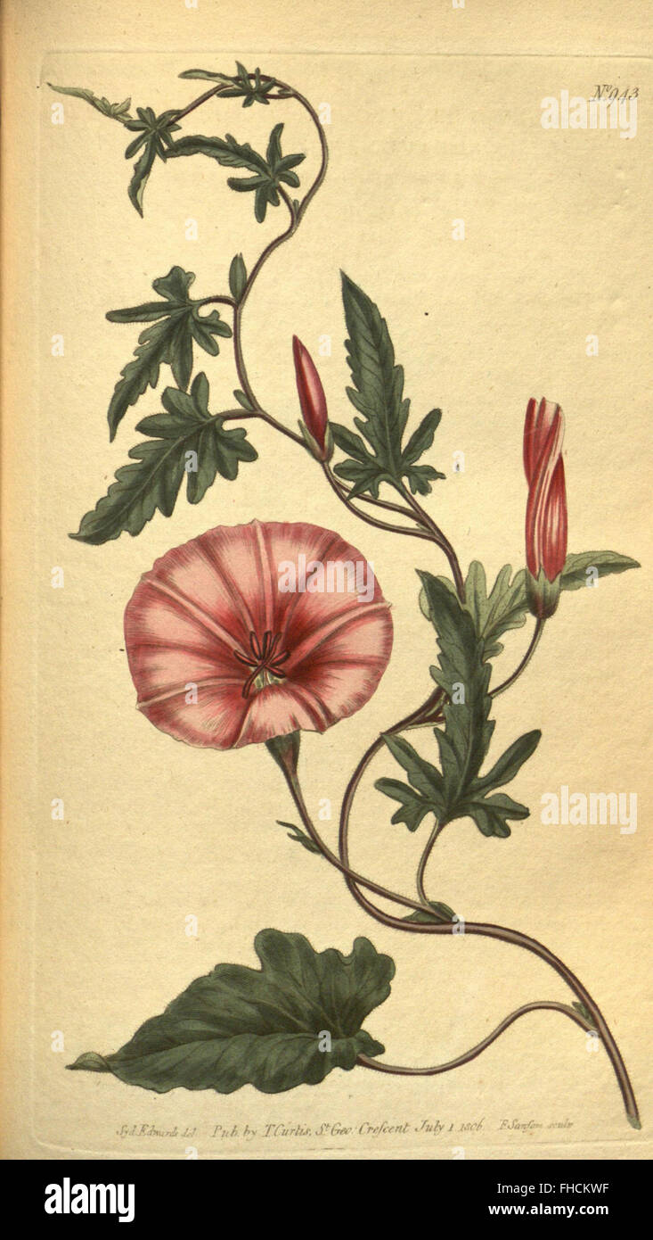 A renowned botanical magazine featuring detailed illustrations and ...