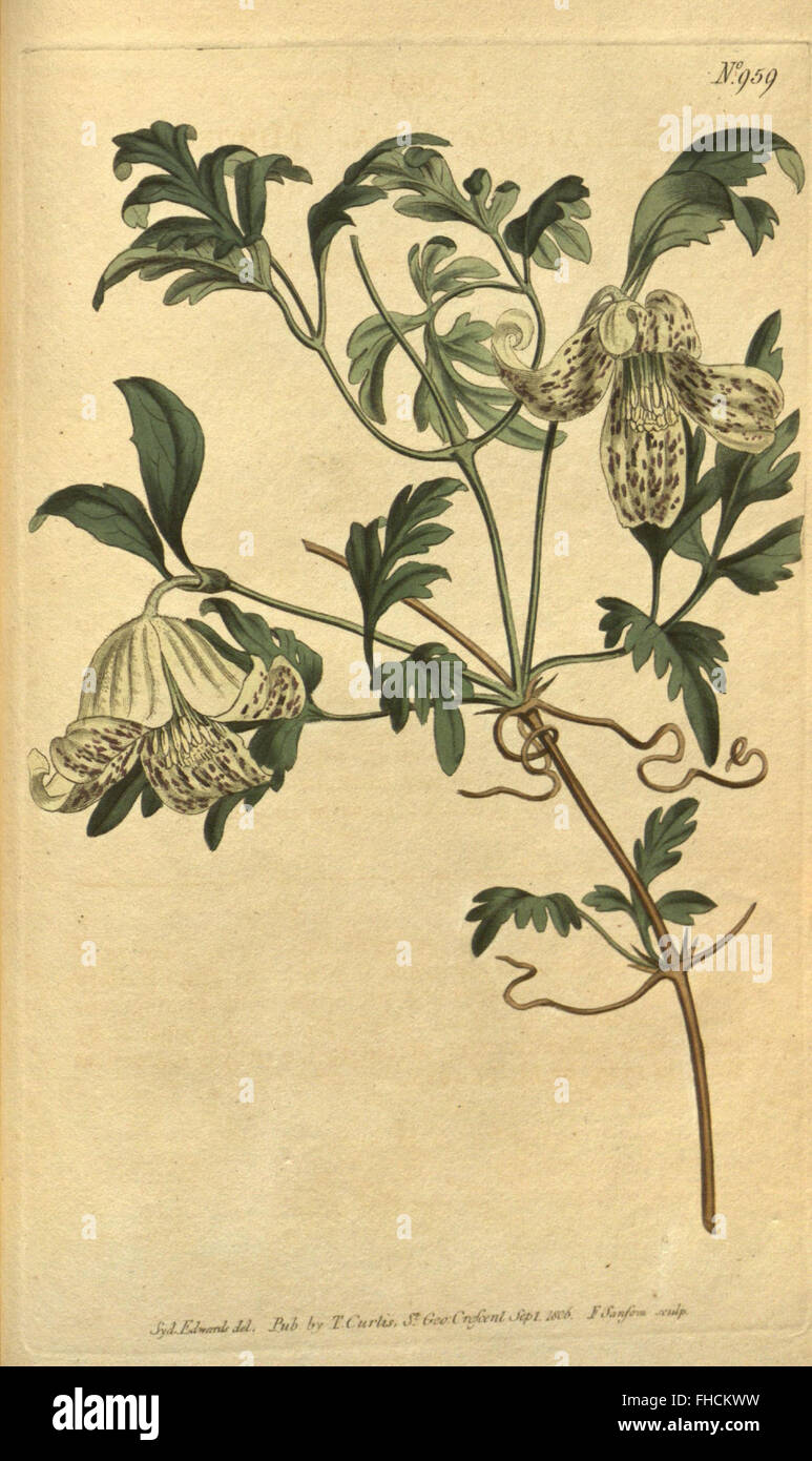 Curtis's Botanical Magazine, an essential periodical for botanical ...