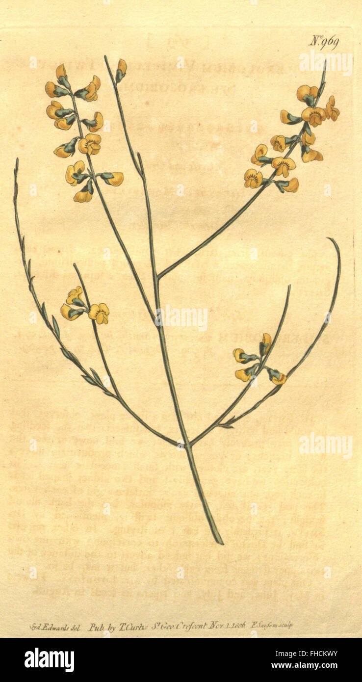 Curtis's Botanical Magazine, Botany, Missouri Botanical Garden, Peter H ...