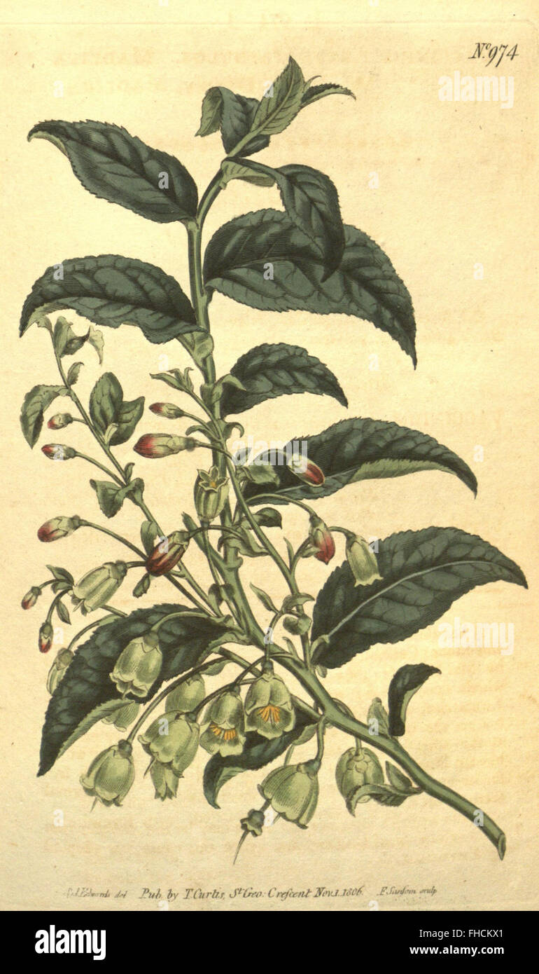 Curtis’s Botanical Magazine, a key botanical periodical, presents ...