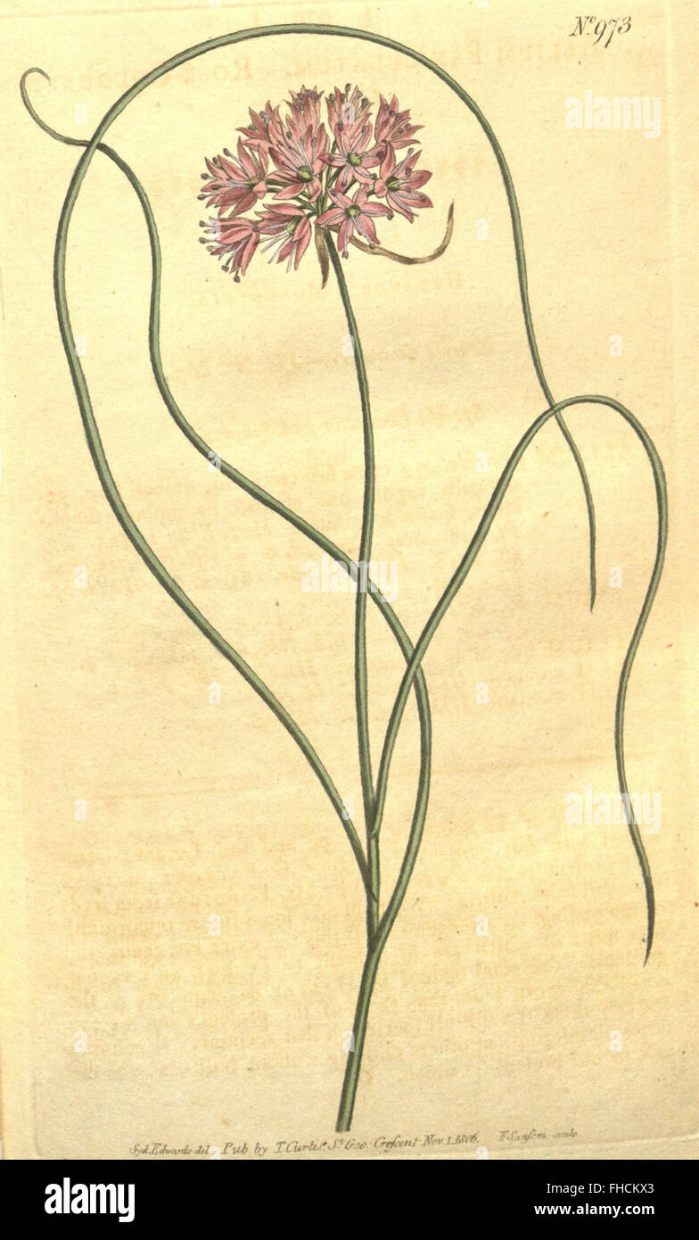 A botanical magazine featuring illustrations and descriptions of plants ...