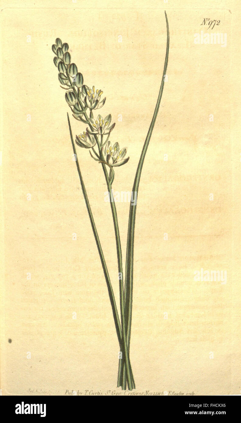 A botanical magazine featuring detailed illustrations of plants, held ...