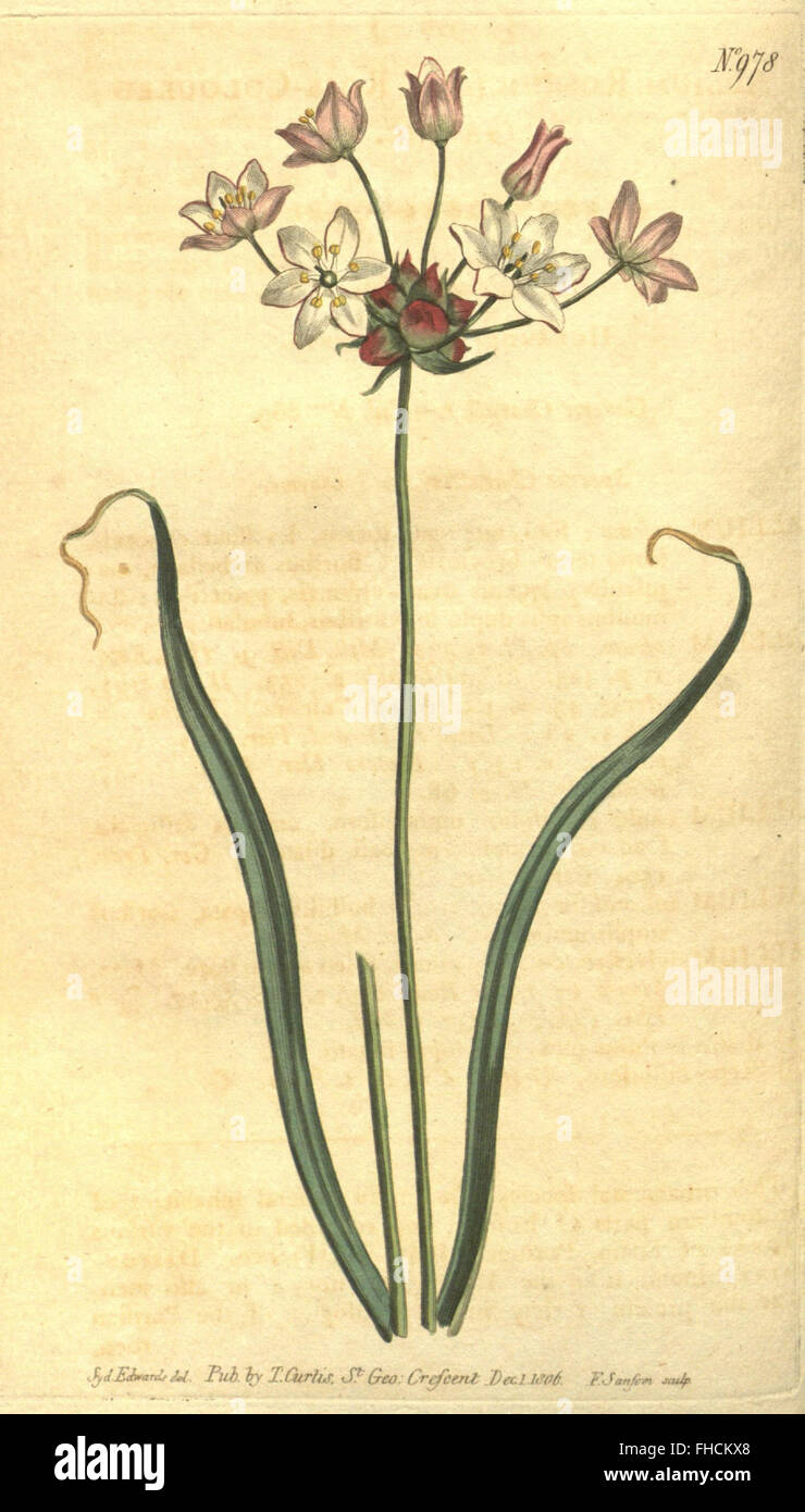 Curtis's Botanical Magazine: An essential botanical resource, this ...