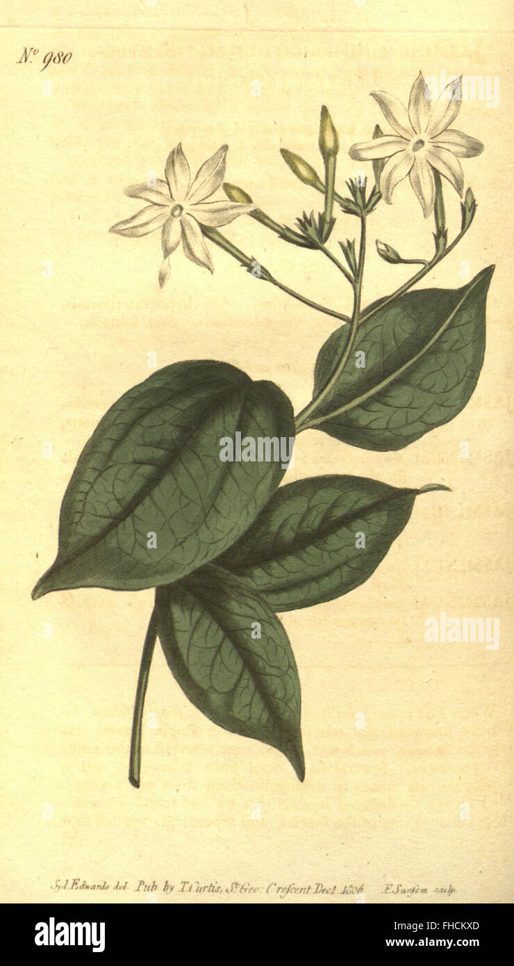 Curtis’s botanical magazine cover hi-res stock photography and images ...