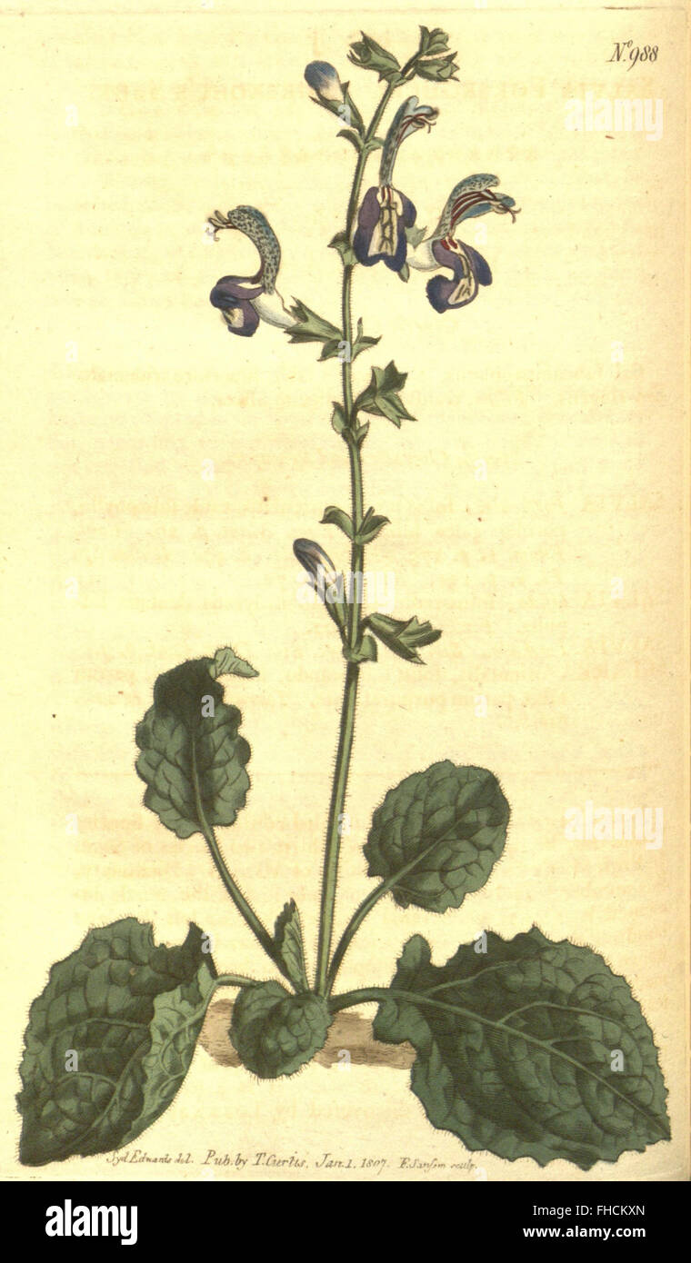 Curtis’s botanical magazine cover hi-res stock photography and images ...