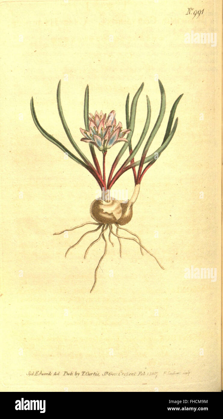 Curtis's Botanical Magazine - A Historical Periodical on Botany ...