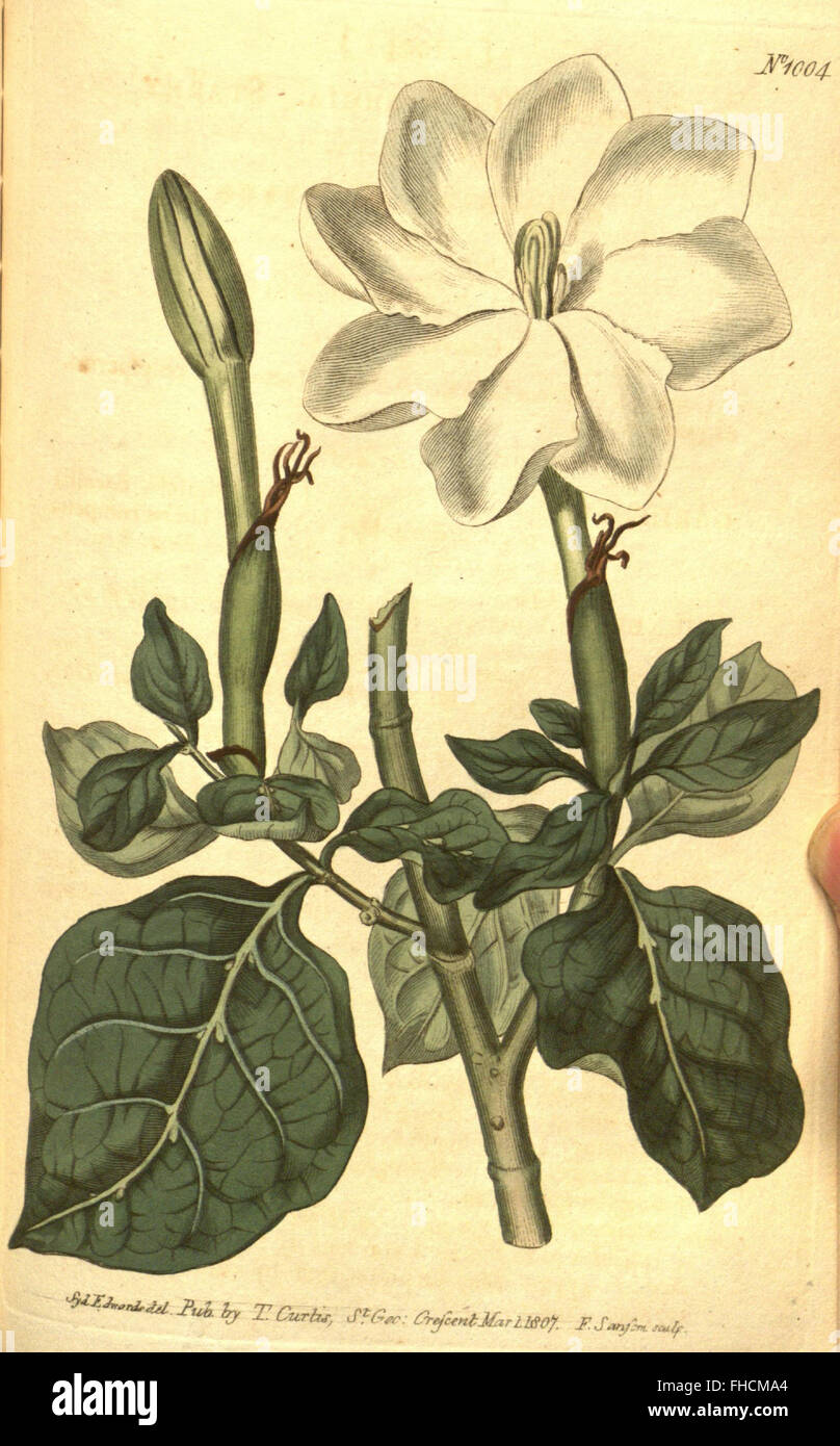 Curtis's Botanical Magazine, Botanical Studies, Periodicals, Missouri ...