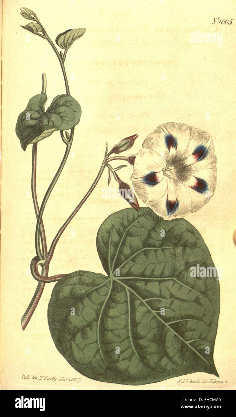 Curtis’s botanical magazine cover hi-res stock photography and images ...