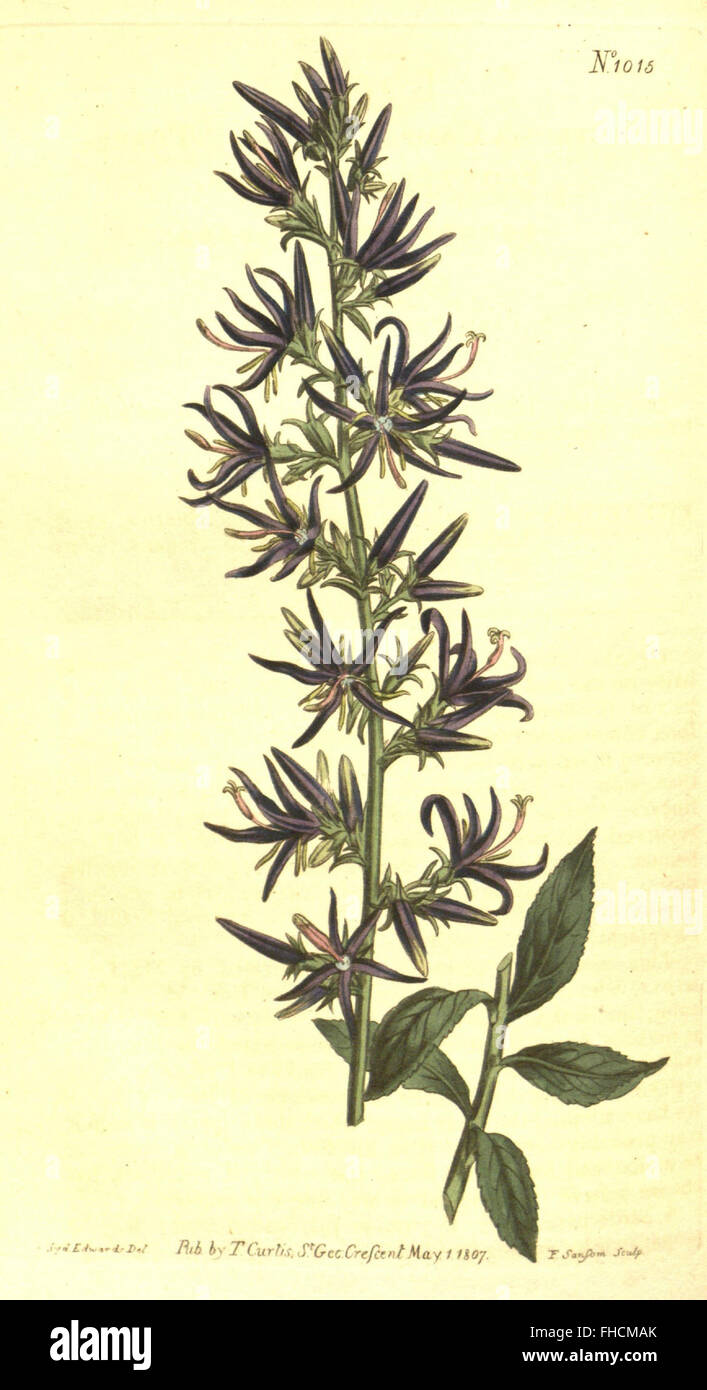 A botanical magazine featuring articles and illustrations on plant ...