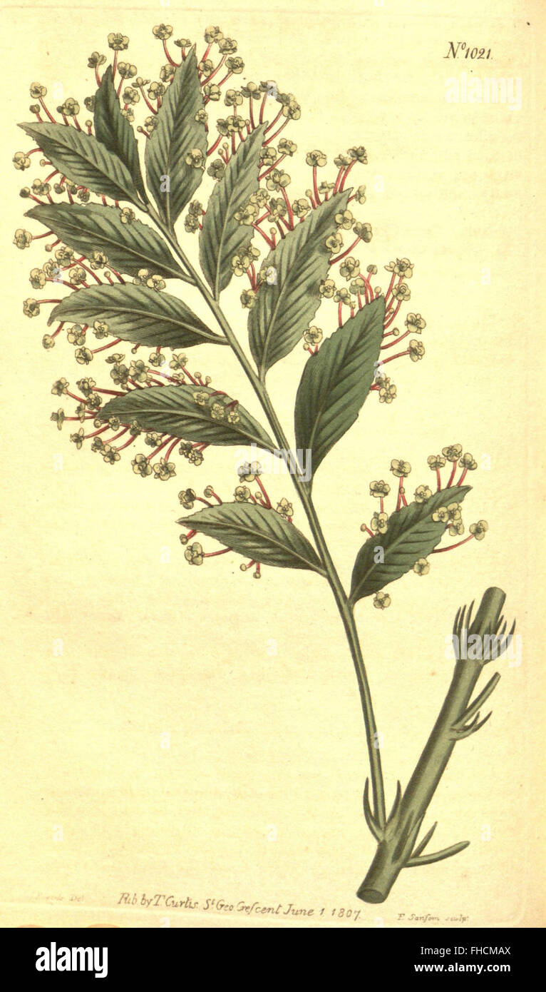 Curtis's botanical magazine, Botany Missouri Botanical Garden, Peter H ...