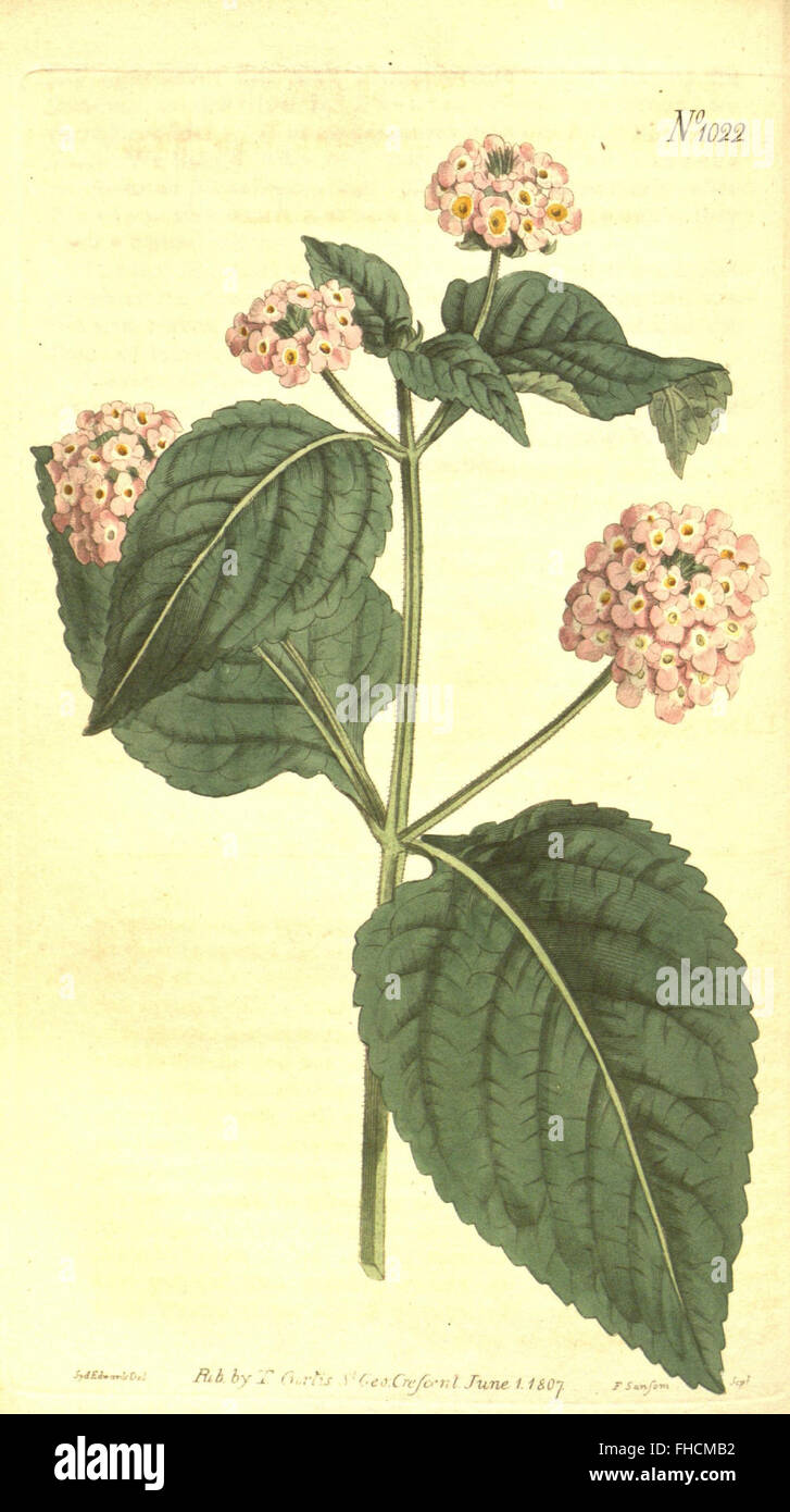 'Curtis's Botanical Magazine' is a renowned botanical journal ...