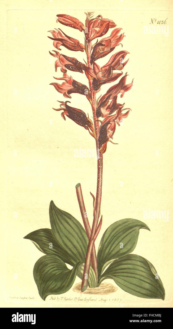 Curtis's Botanical Magazine, an essential botanical journal, showcases ...