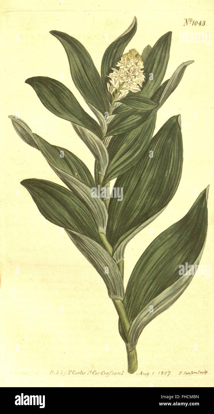 Curtis's Botanical Magazine, Botany, Missouri Botanical Garden, Peter H ...