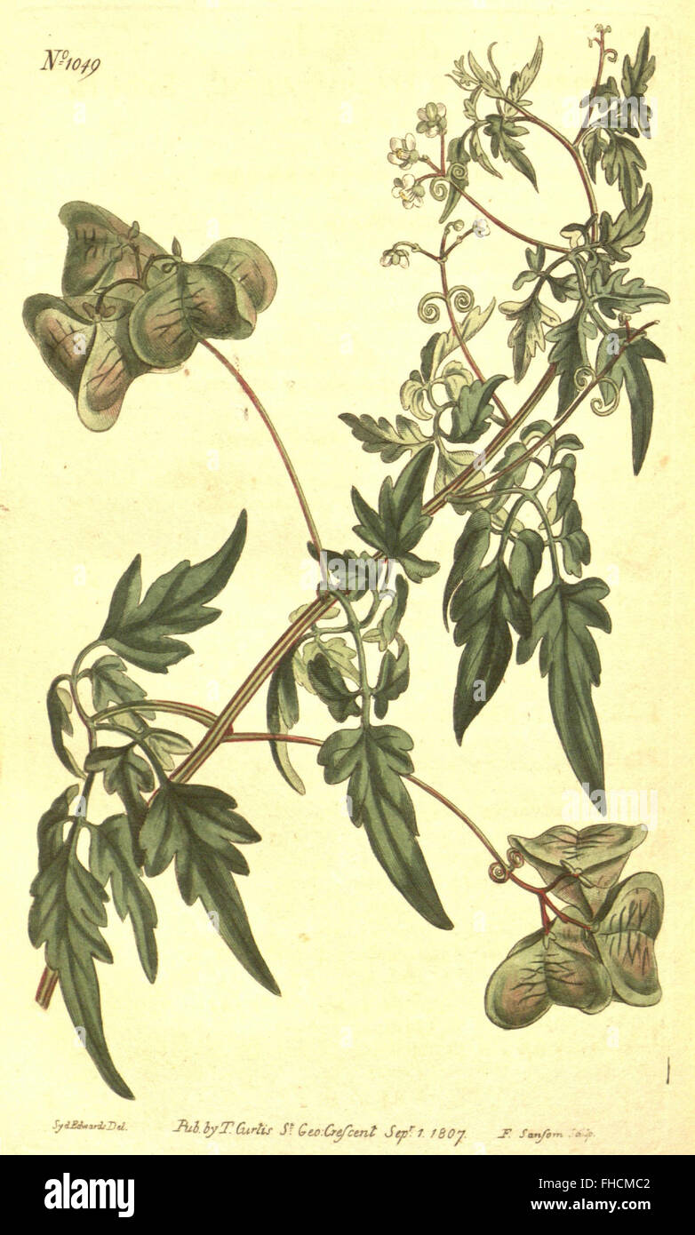 Curtis’s botanical magazine cover hi-res stock photography and images ...