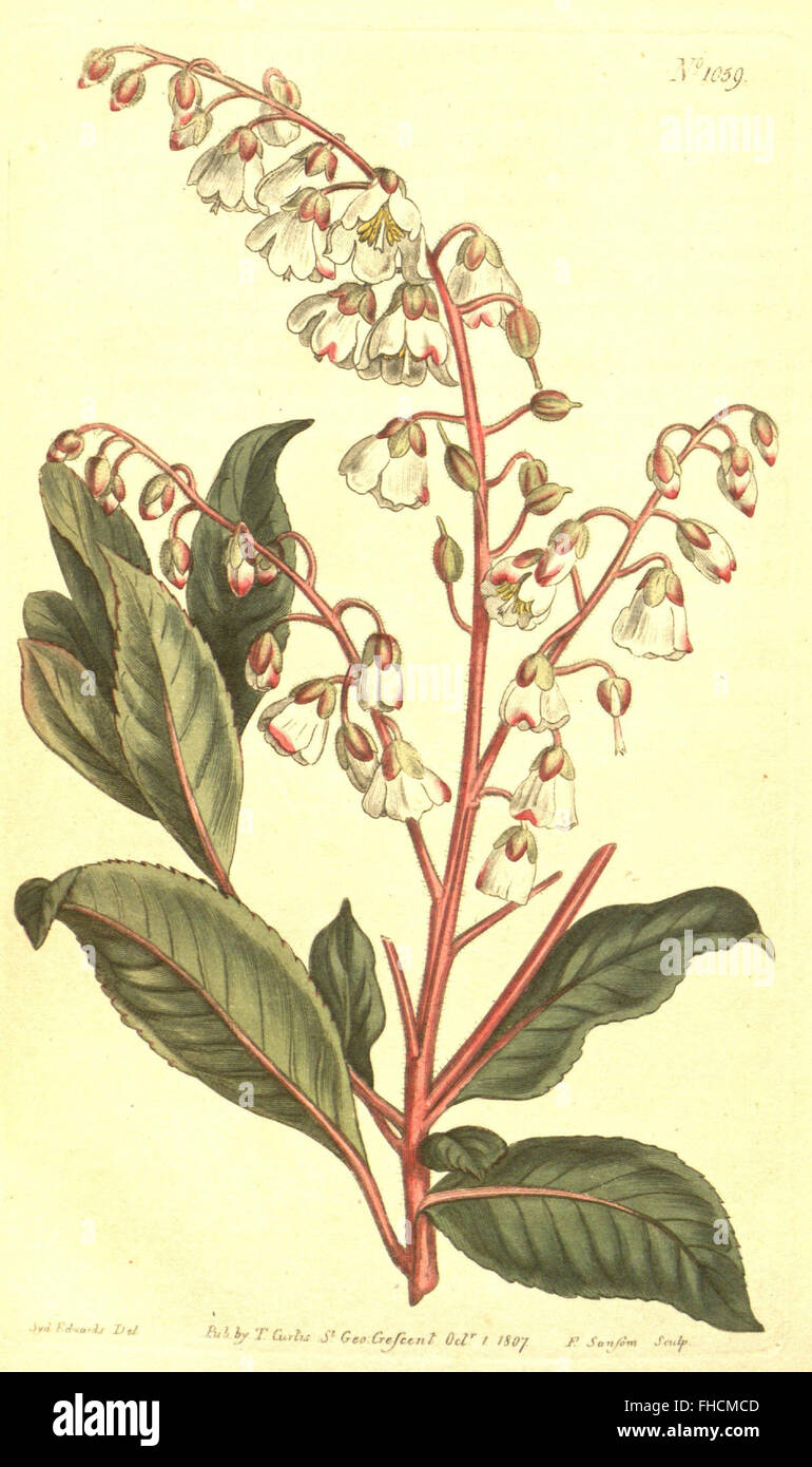 Curtis’s botanical magazine cover hi-res stock photography and images ...