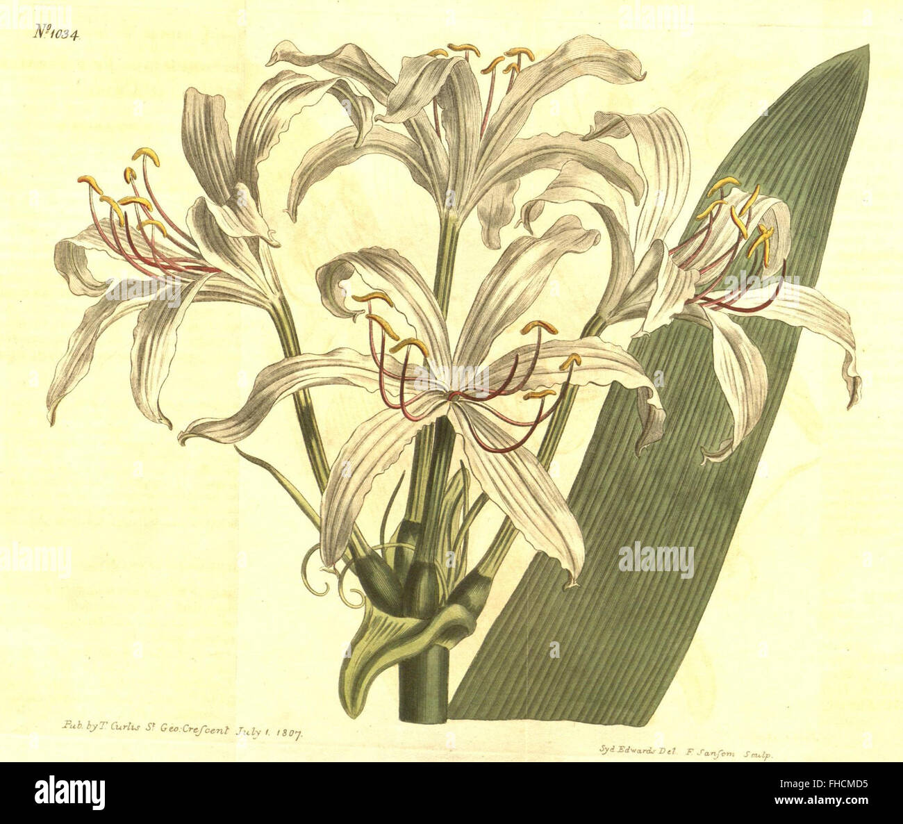 Curtis's Botanical Magazine, Botany Missouri Botanical Garden, Peter H ...