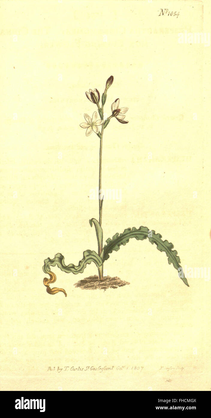 A botanical magazine showcasing detailed illustrations and descriptions ...