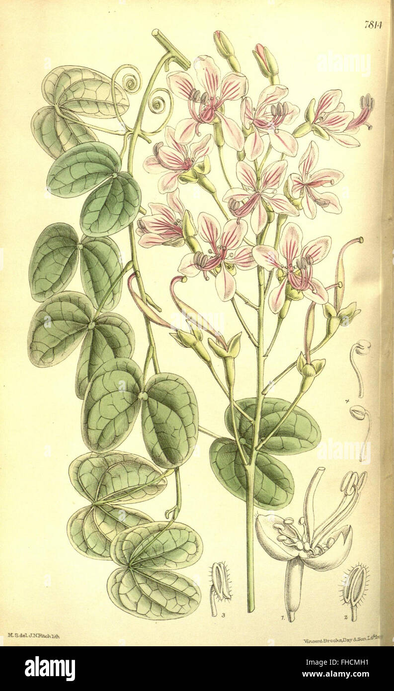 Curtis’s botanical magazine cover hi-res stock photography and images ...