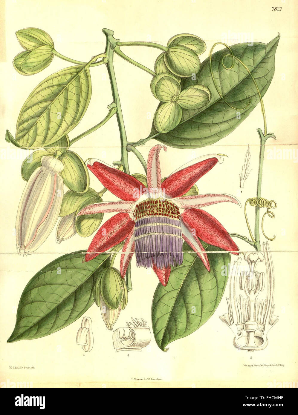 Curtis's Botanical Magazine (Tab 7822), Botany, Missouri Botanical ...