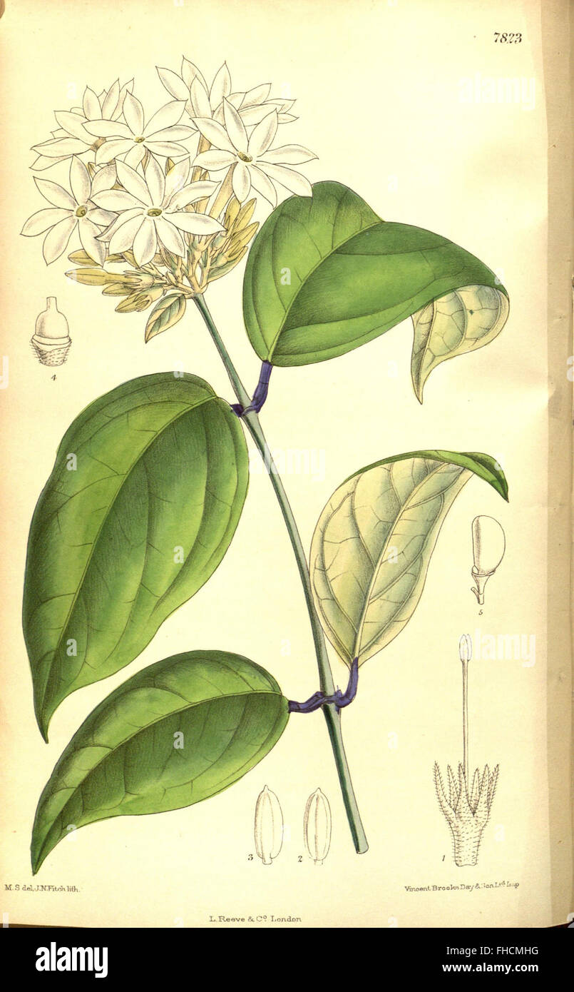 A detailed botanical illustration magazine showcasing plant species and ...