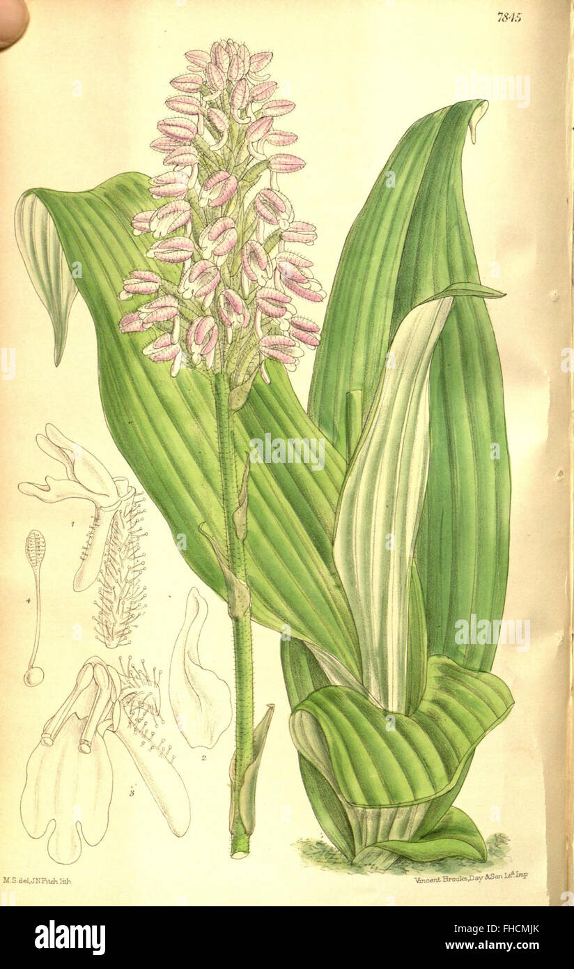 Curtis's botanical magazine (Tab 7845), Botany, Missouri Botanical ...