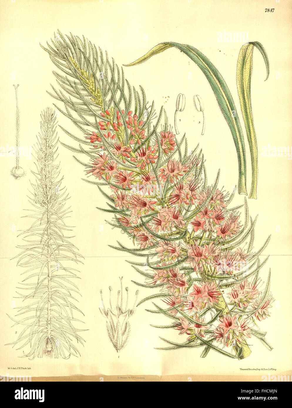 Curtis's Botanical Magazine, featuring an illustration from Tab 7847, a ...