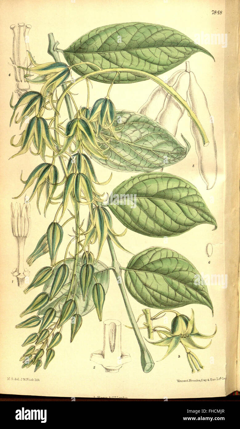 Curtis's Botanical Magazine (Tab 7848), a detailed botanical work ...