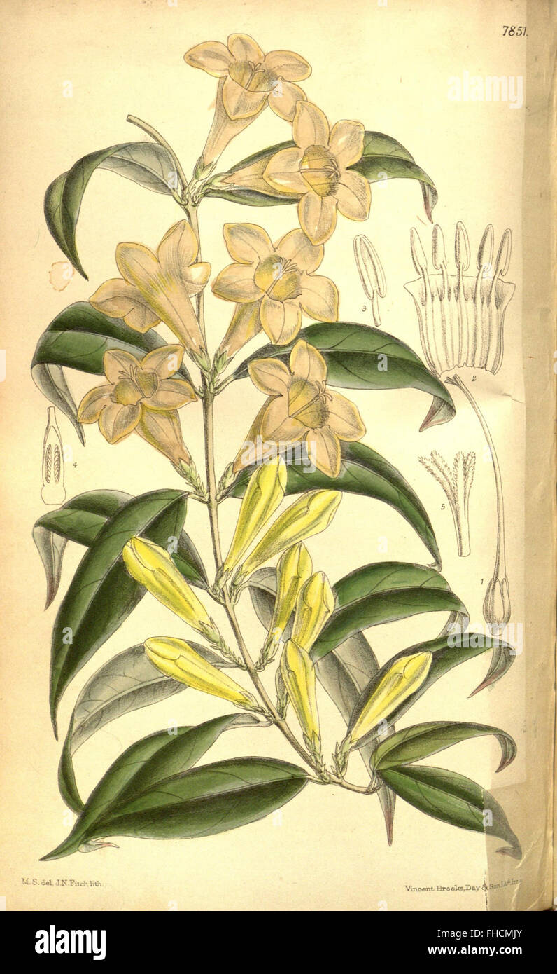 An illustration from *Curtis's Botanical Magazine* (Tab 7851), archived ...