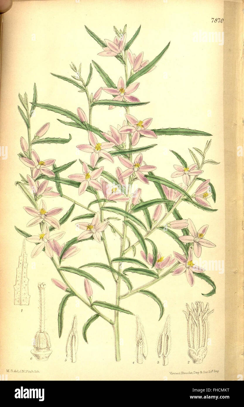 Curtis's Botanical Magazine (Tab 7870), a key botanical publication ...